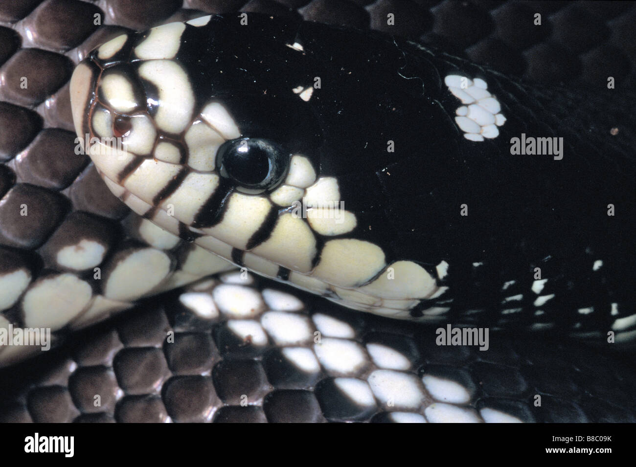 Milk snake usa hi-res stock photography and images - Alamy