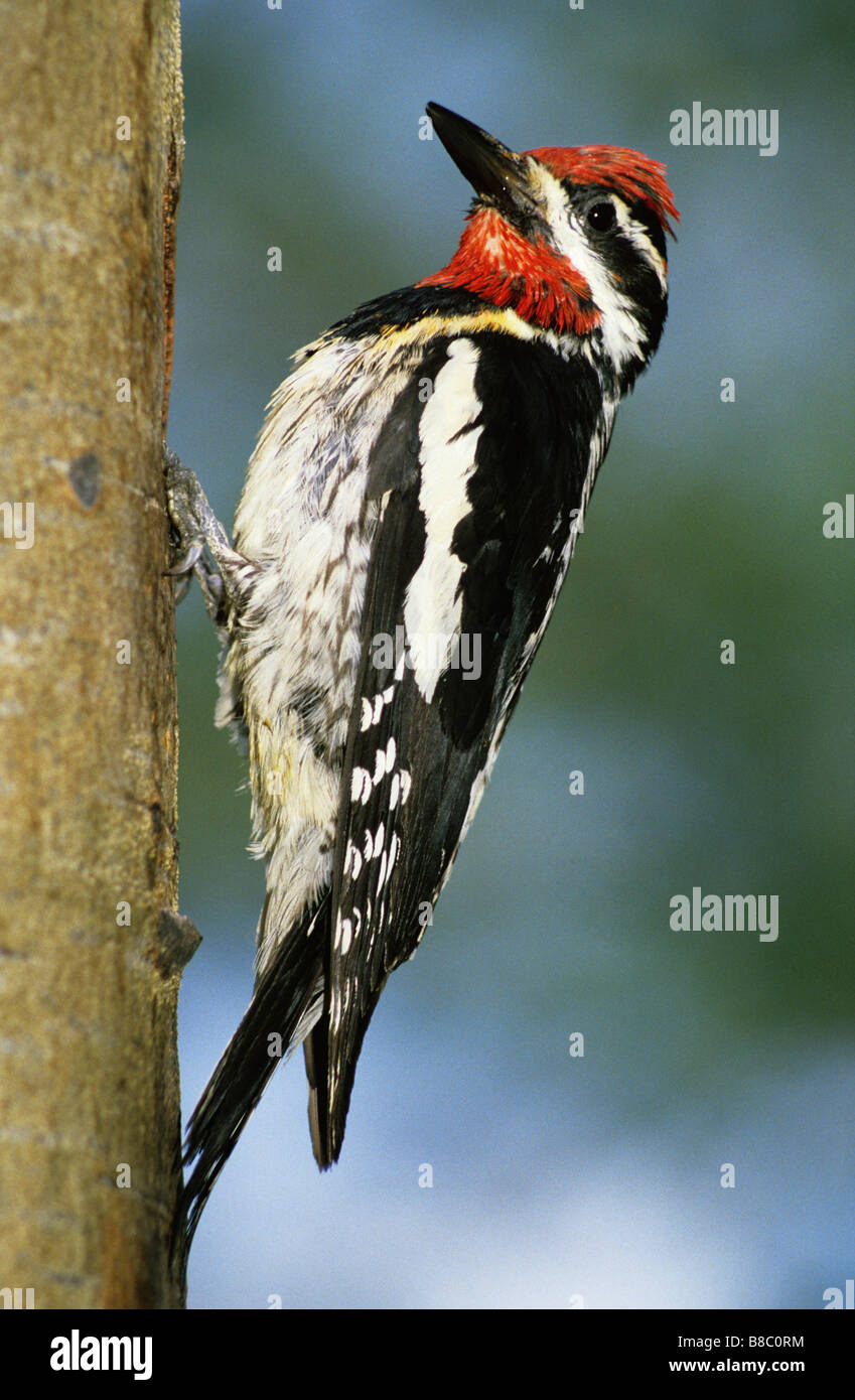 Male yellow bellied sapsucker hi-res stock photography and images - Alamy