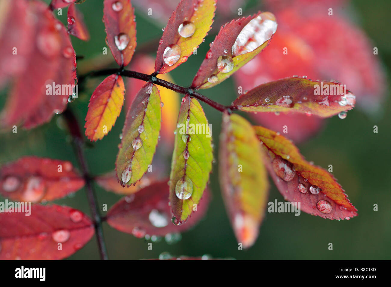 Alber hi-res stock photography and images - Alamy