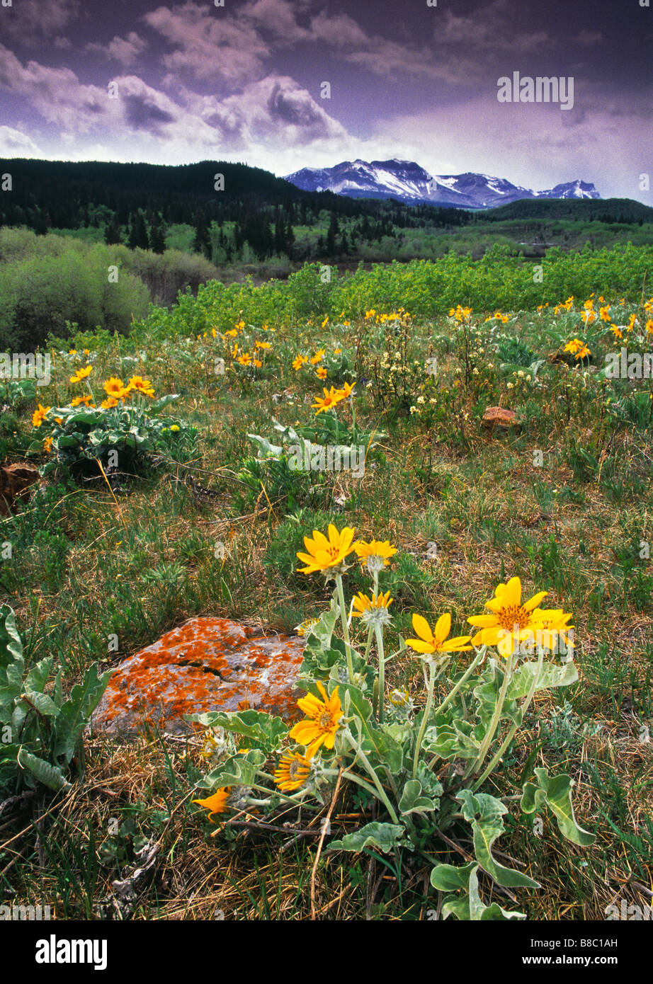 Balsam arrowroot hi-res stock photography and images - Alamy