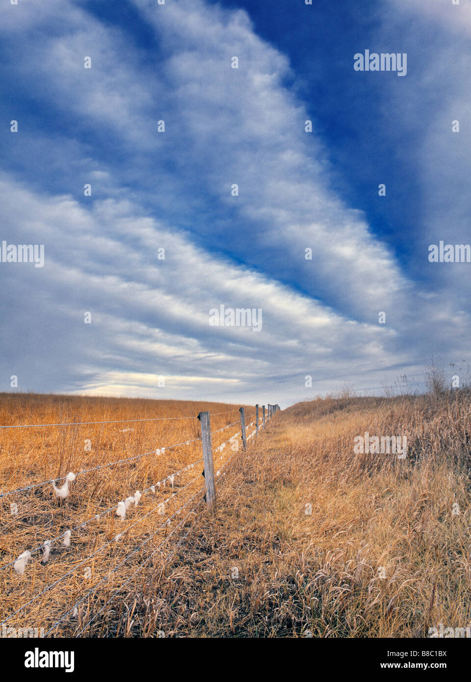 Sheep fleece barbed wire hi-res stock photography and images - Alamy