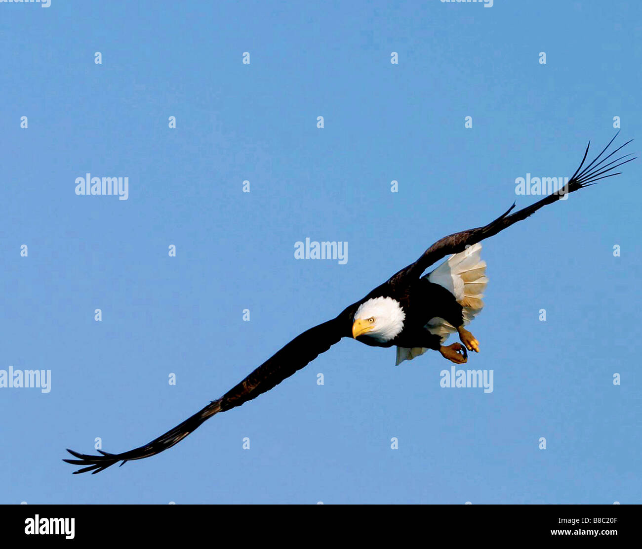 Bald Eagle, Queen Charlotte Islands, British Columbia Stock Photo - Alamy
