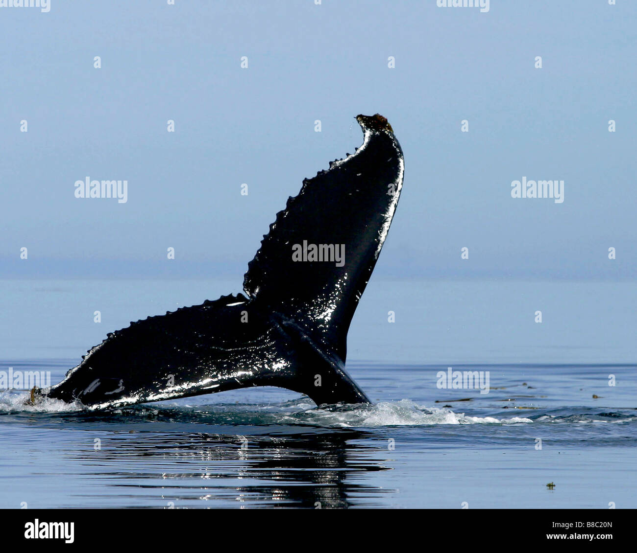 Tail Humpback Whale, Queen Charlotte Islands, British Columbia Stock ...