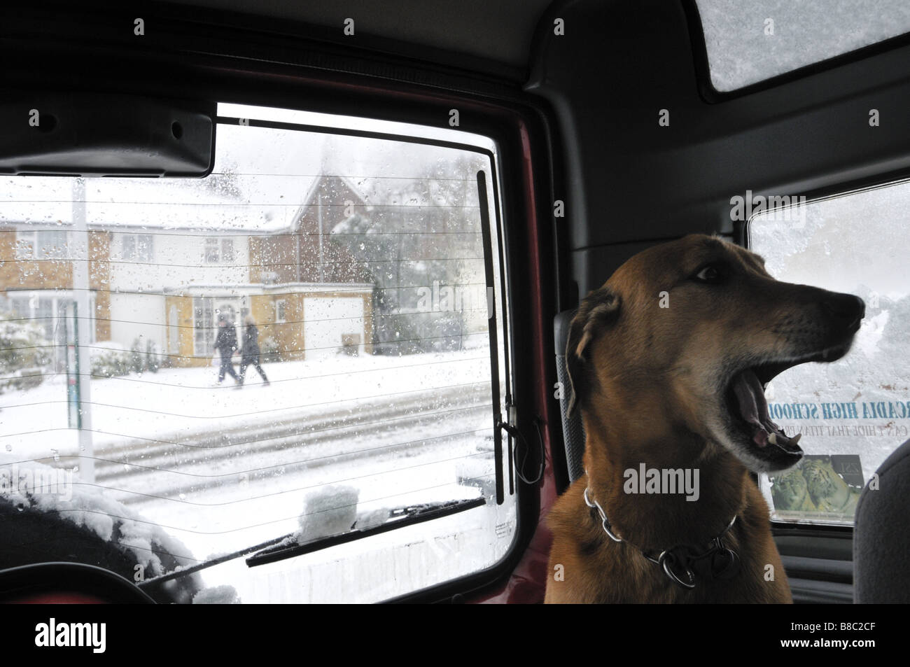 A yawning Rhodesian Ridgeback Lurcher dog sitting inside the car in ...