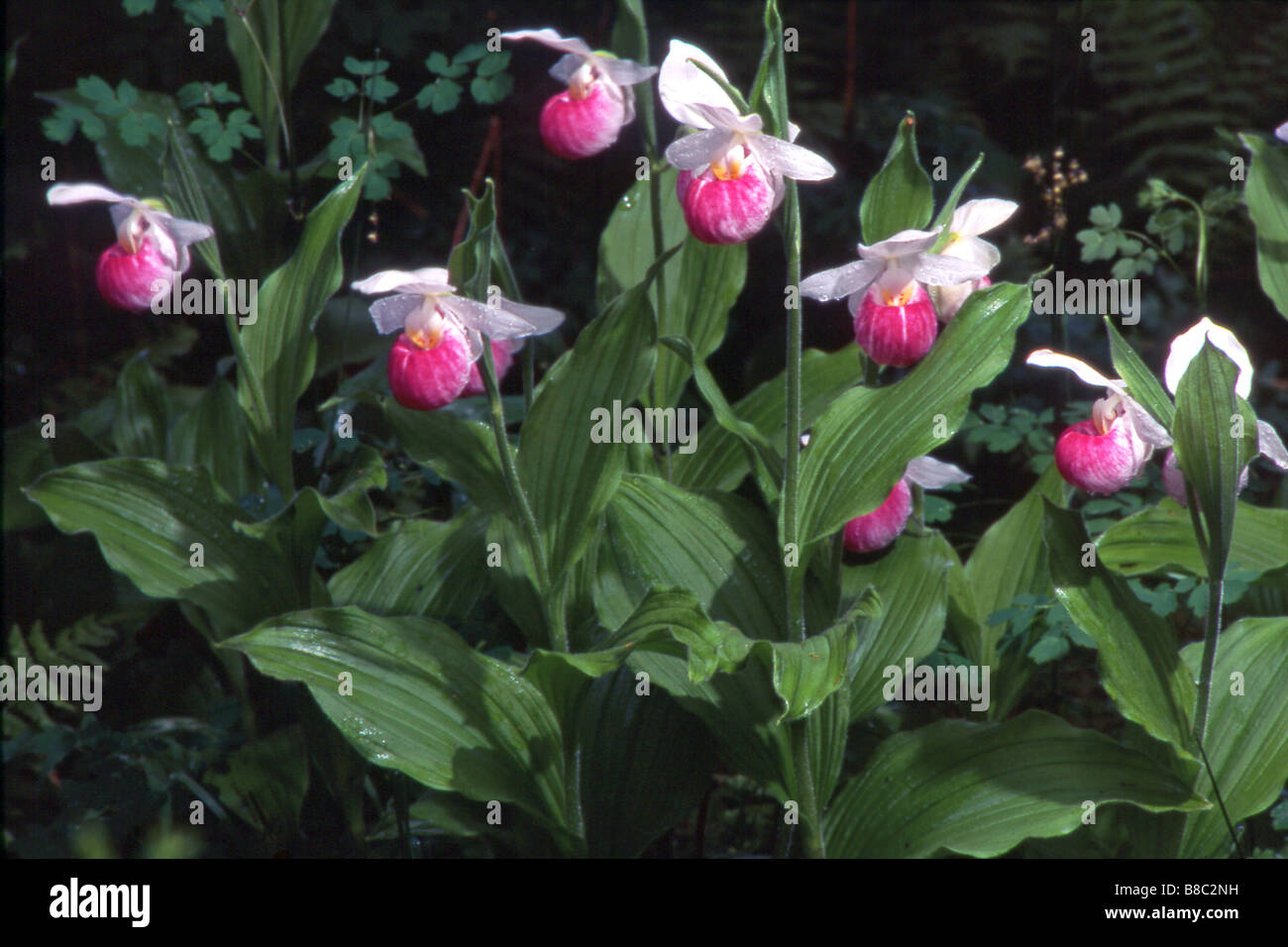 The lady with the flowers hi-res stock photography and images - Alamy