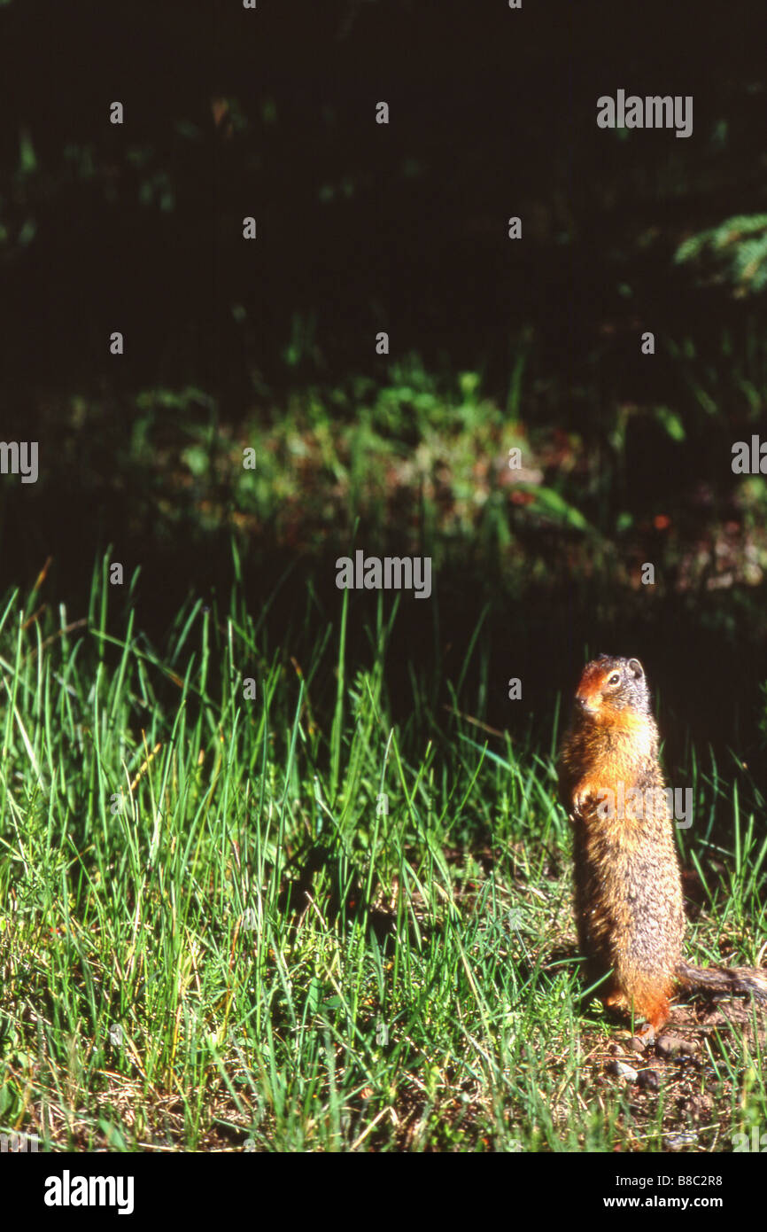 Ground Squirrel, Banff, Alberta Stock Photo - Alamy