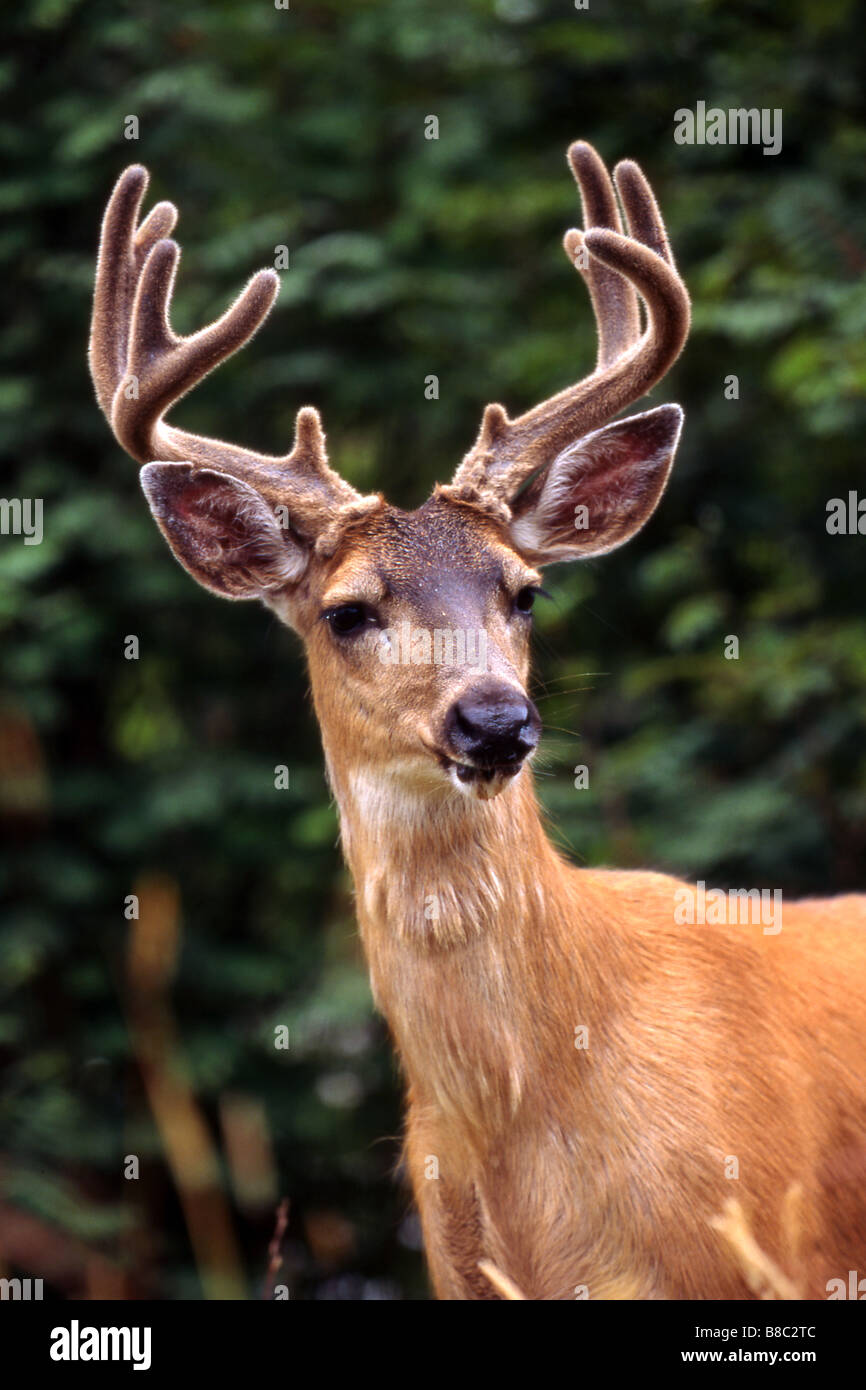 Single stag hi-res stock photography and images - Alamy