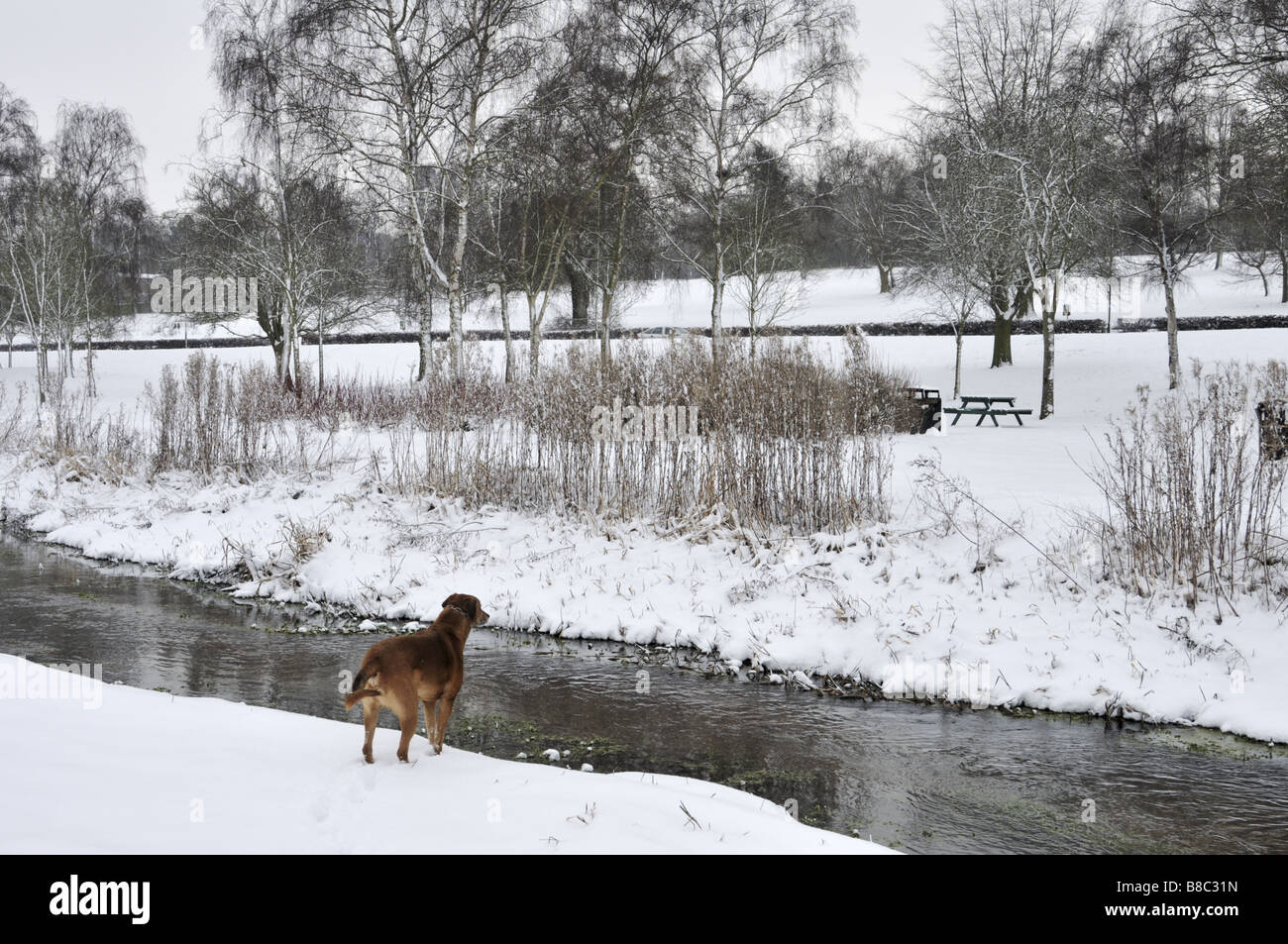 Lurcher dog hi-res stock photography and images - Alamy