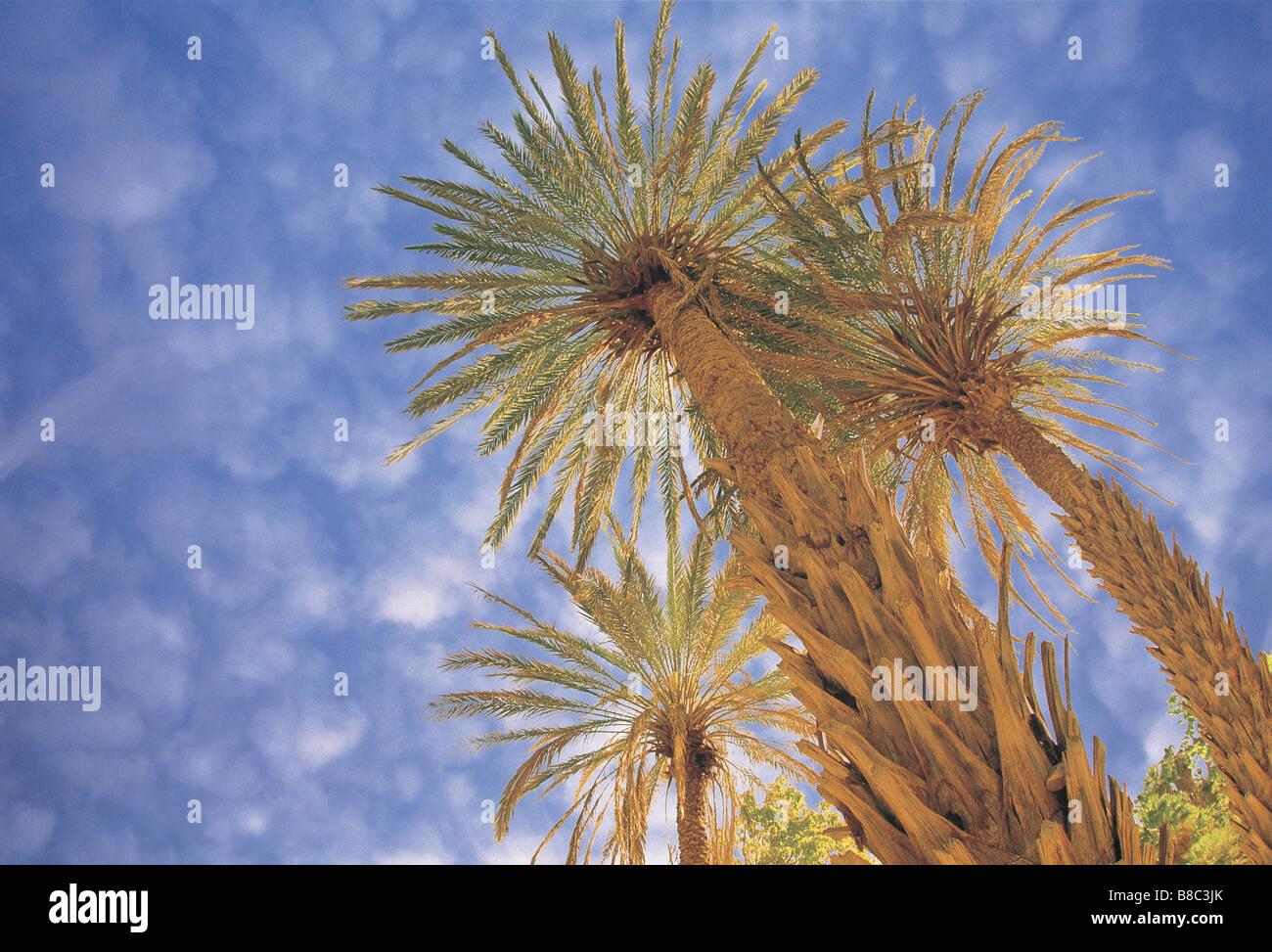 FL5463, Darwin Wiggett; Underview, Palm Trees Stock Photo - Alamy