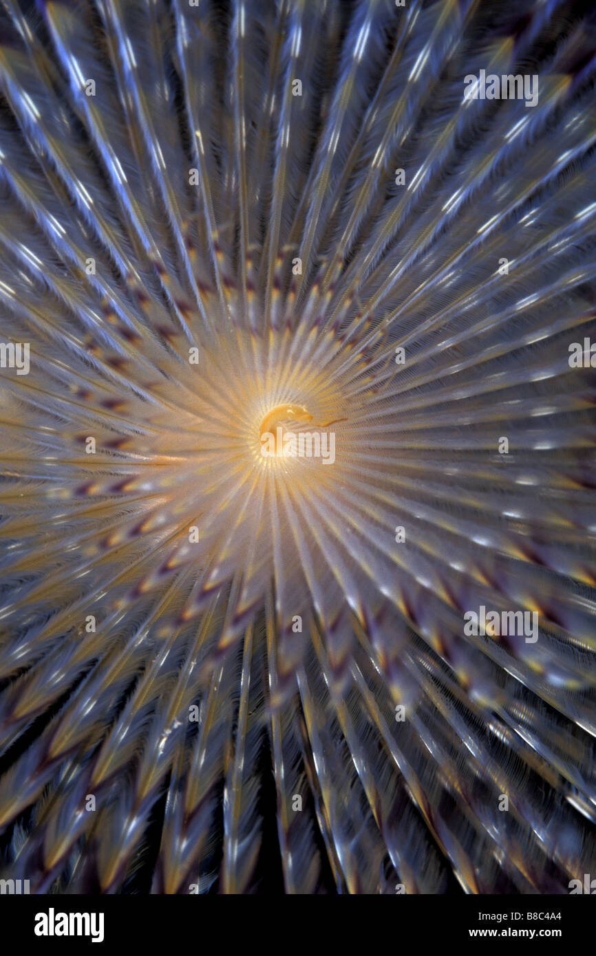 detail of spirograph worm Stock Photo - Alamy