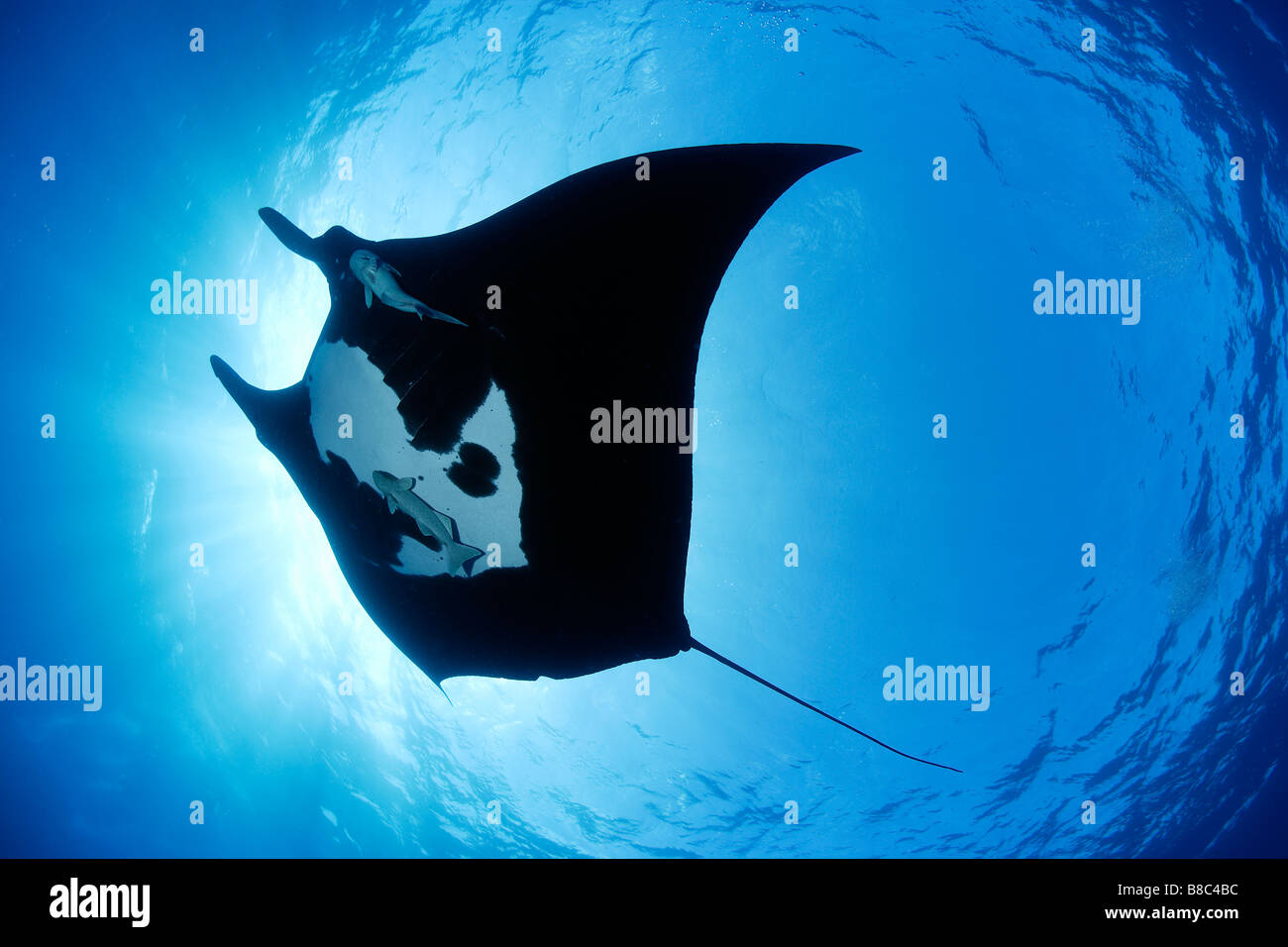 Remoras rays hi-res stock photography and images - Alamy