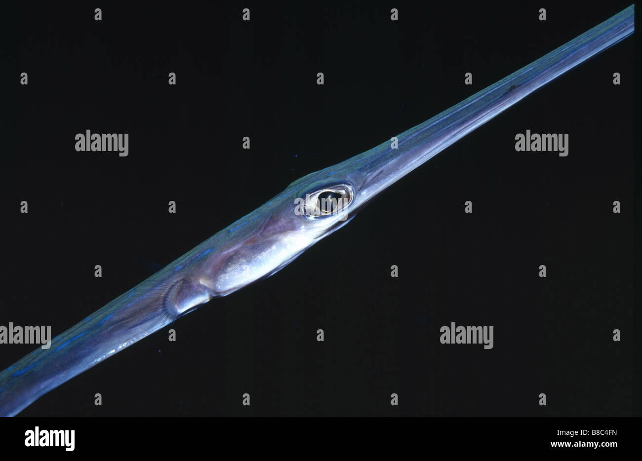 Cornet hi-res stock photography and images - Alamy