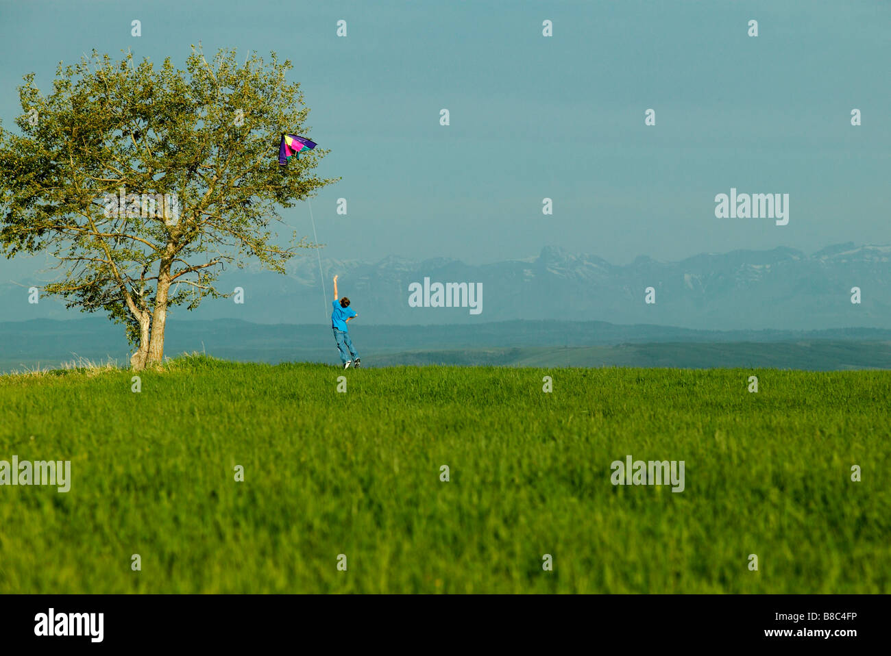 Boy Jumping Kite Stuck Tree, Calgary, Alberta Stock Photo - Alamy