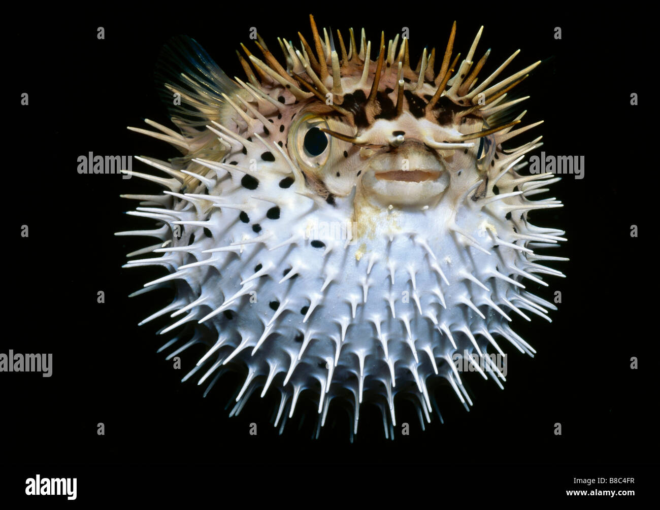Balloonfish hi-res stock photography and images - Alamy