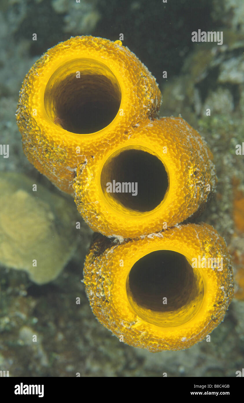 Yellow tube sponges Stock Photo - Alamy
