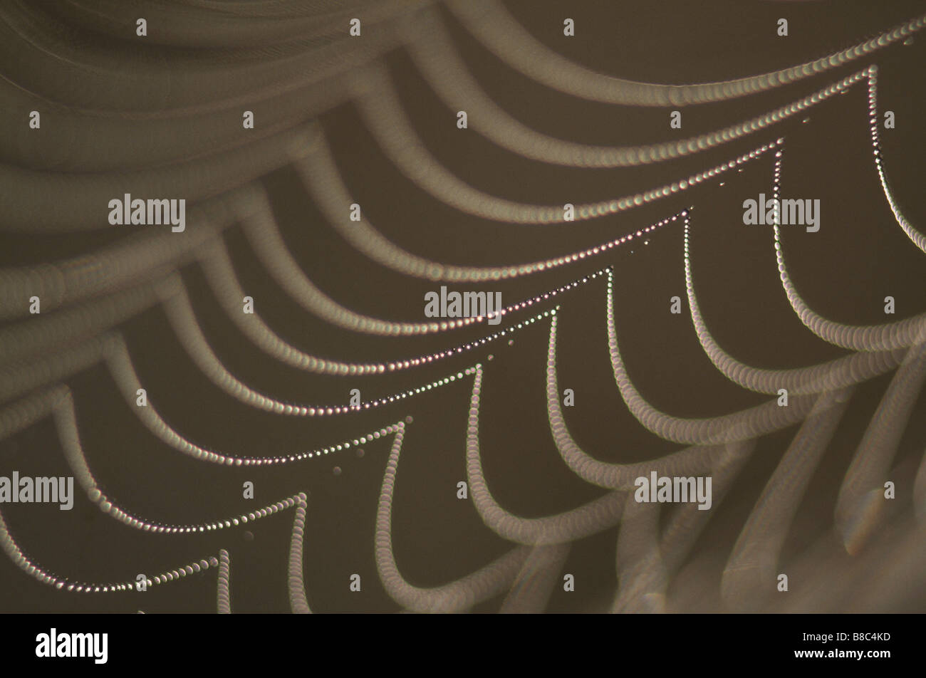 SPIDER WEB with dew Stock Photo - Alamy
