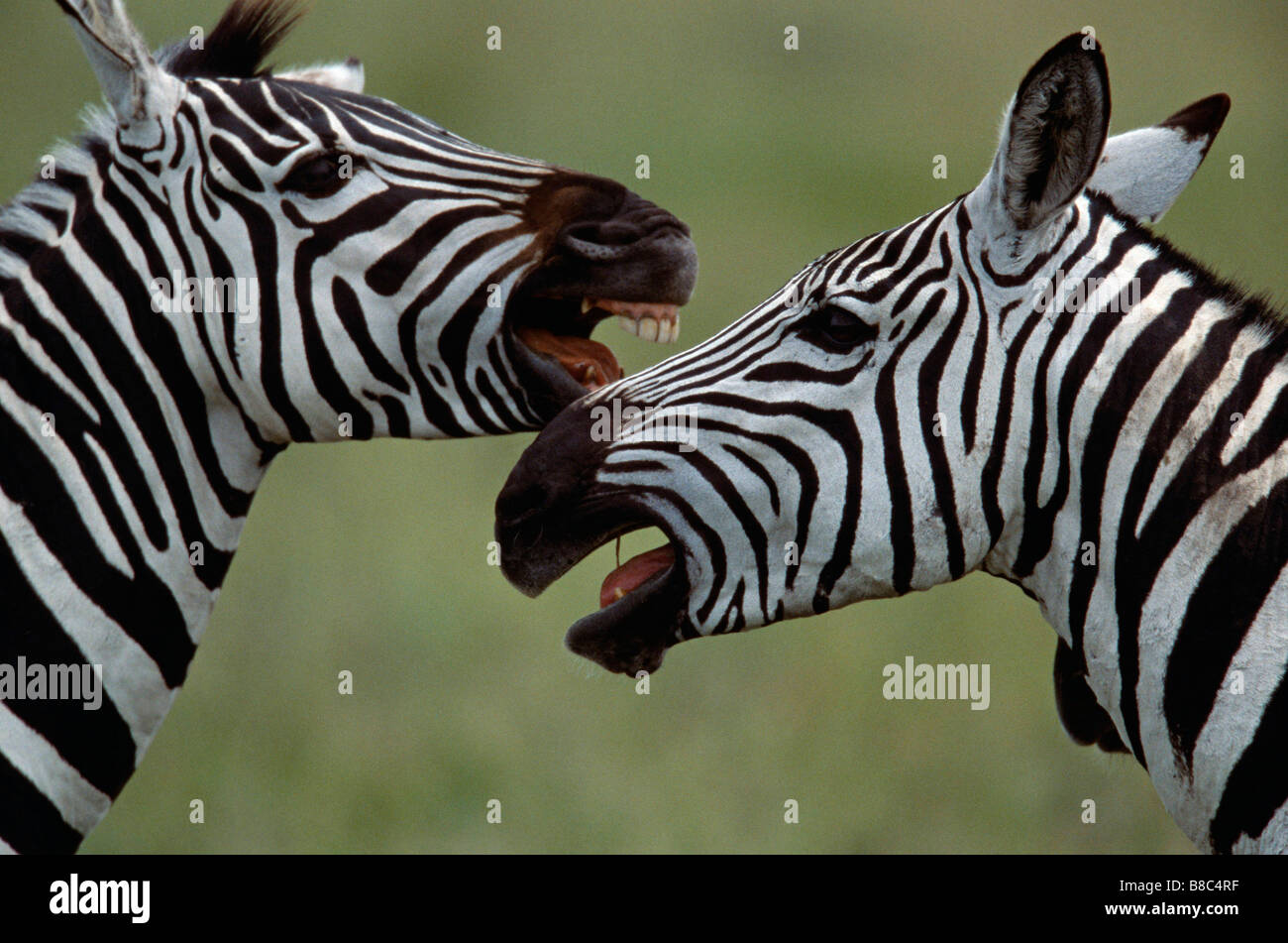 Zebra talking hi-res stock photography and images - Alamy