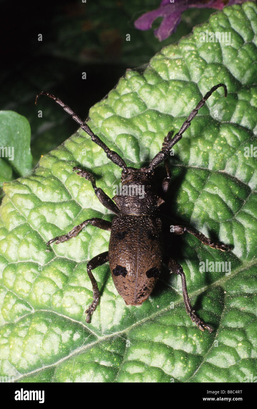 Cerambycid, Morinus funereus Stock Photo - Alamy