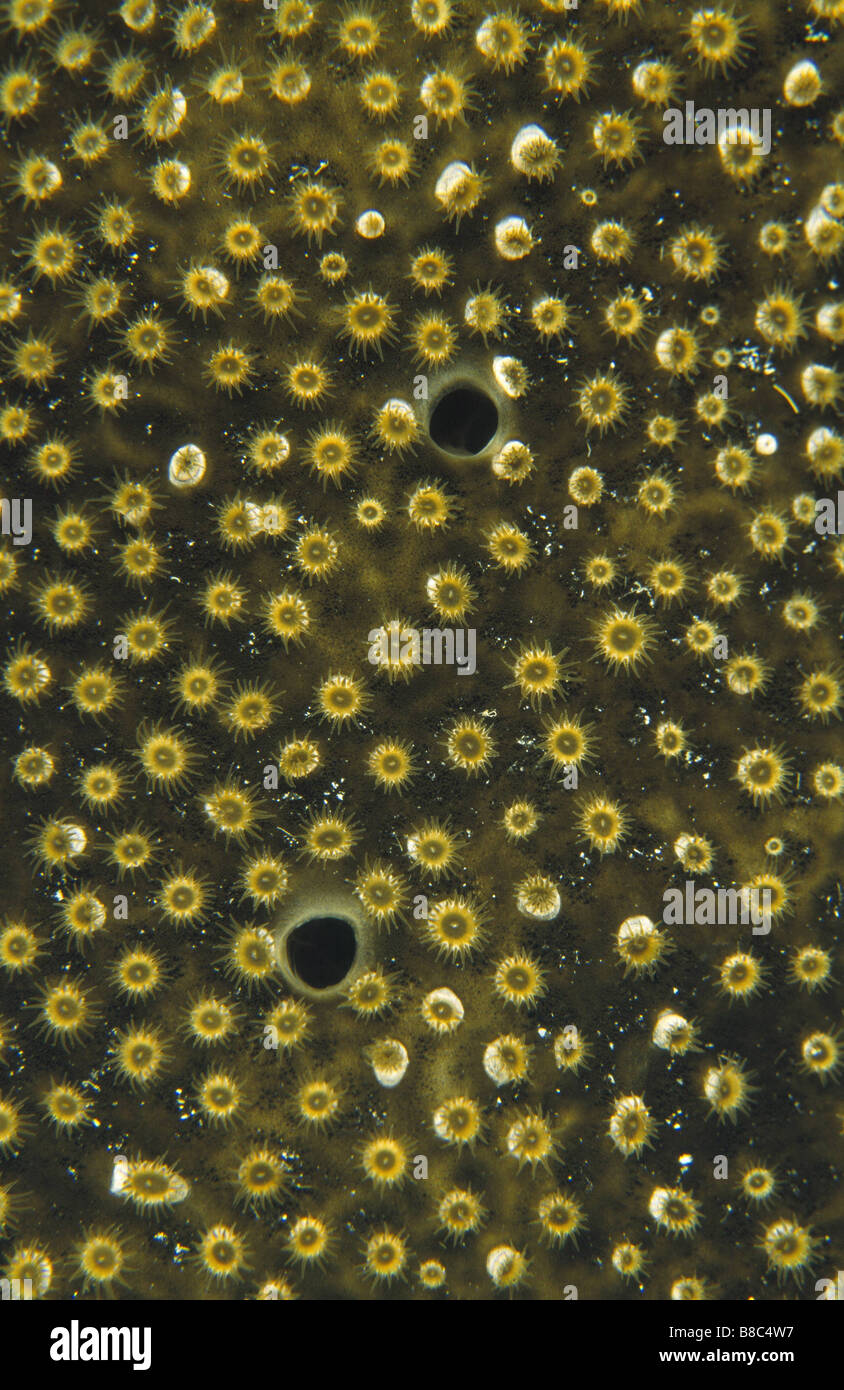 Sponge patterns hi-res stock photography and images - Alamy