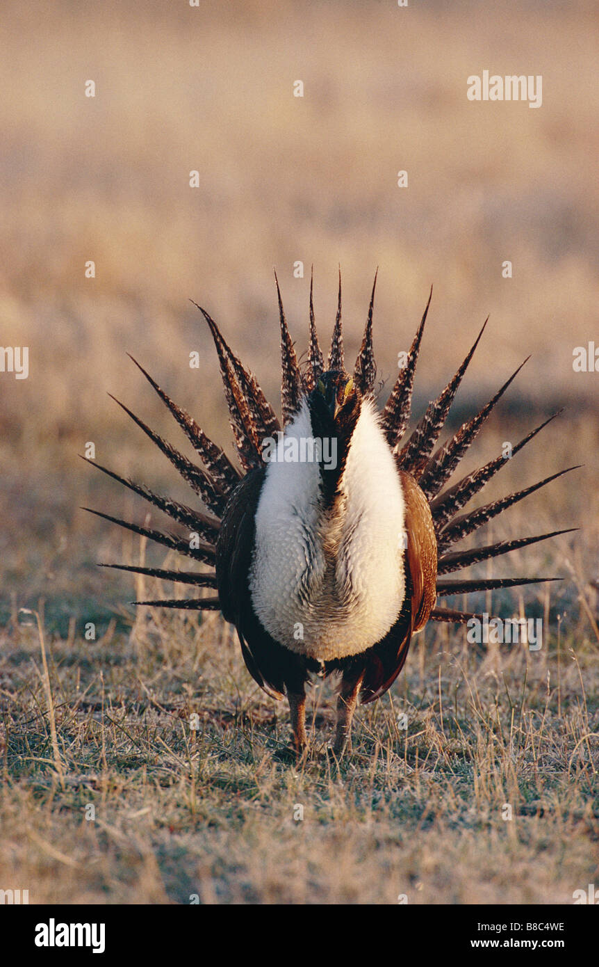 SAGE GROUSE display Stock Photo - Alamy