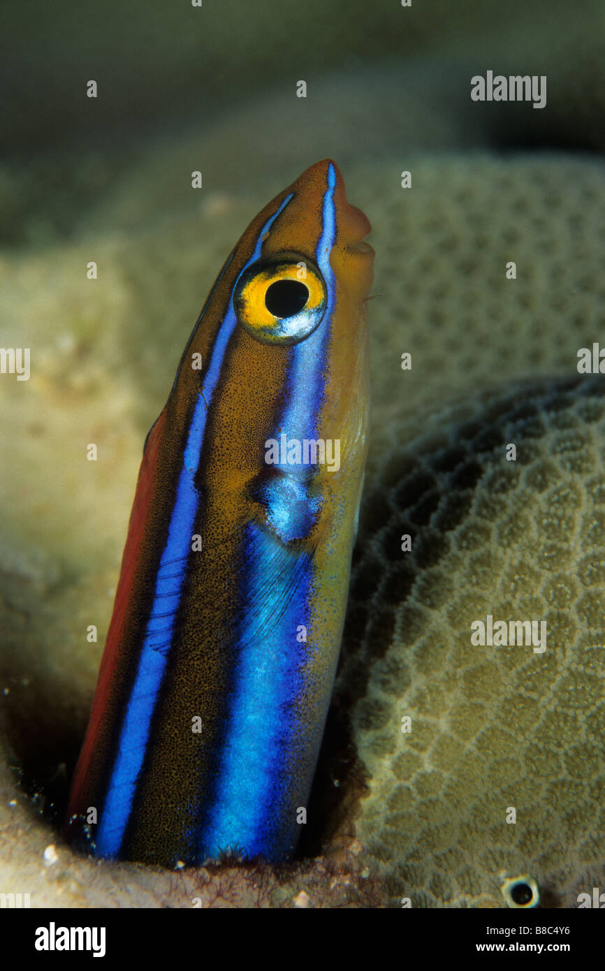 Blue lined hi-res stock photography and images - Alamy