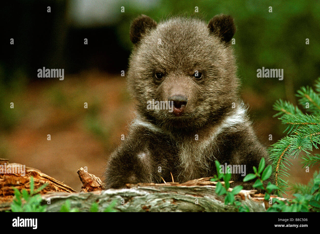 Grizzly bear cub Stock Photo - Alamy