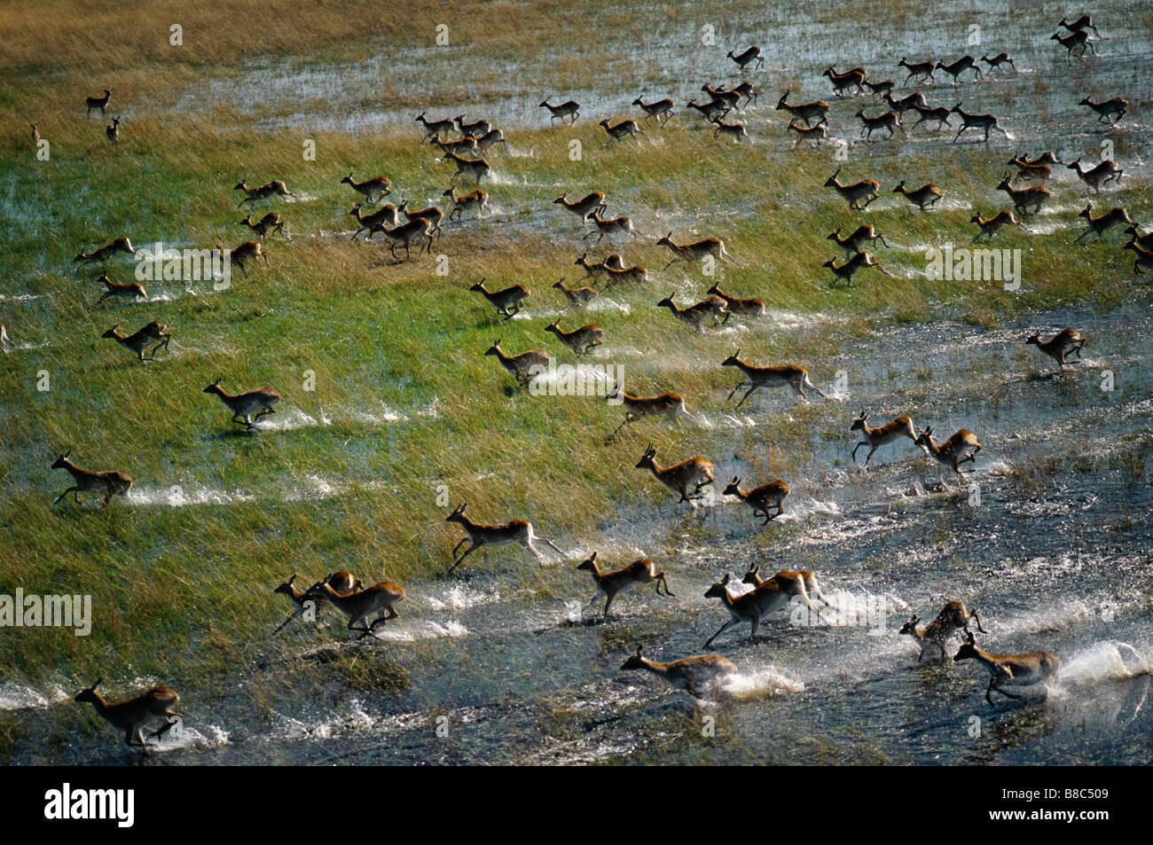 RED LECHWE group Stock Photo - Alamy