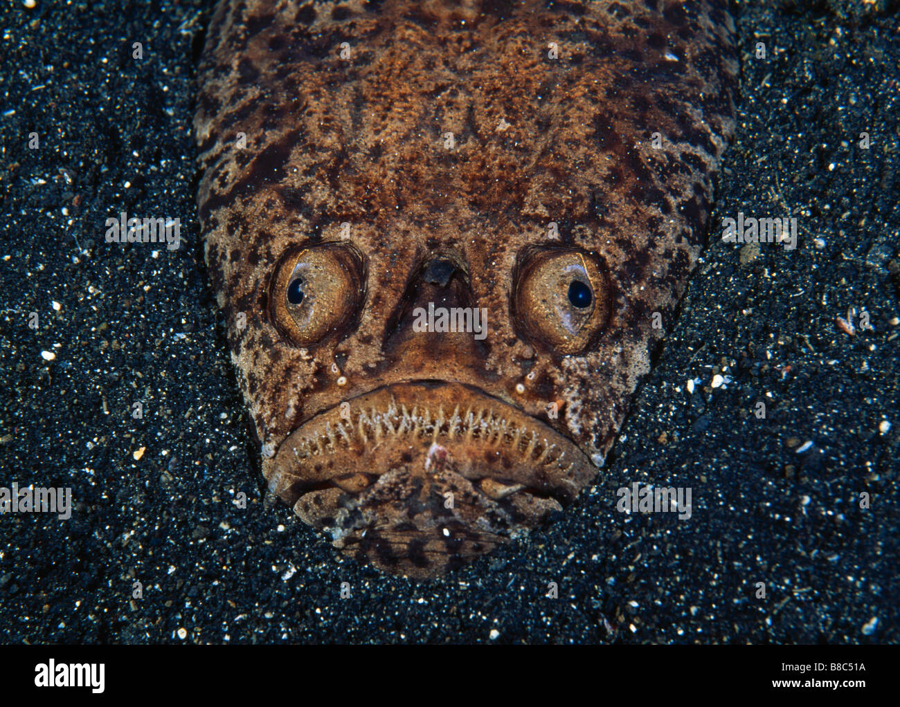 Whitemargin Stargazer Stock Photos & Whitemargin Stargazer Stock Images ...