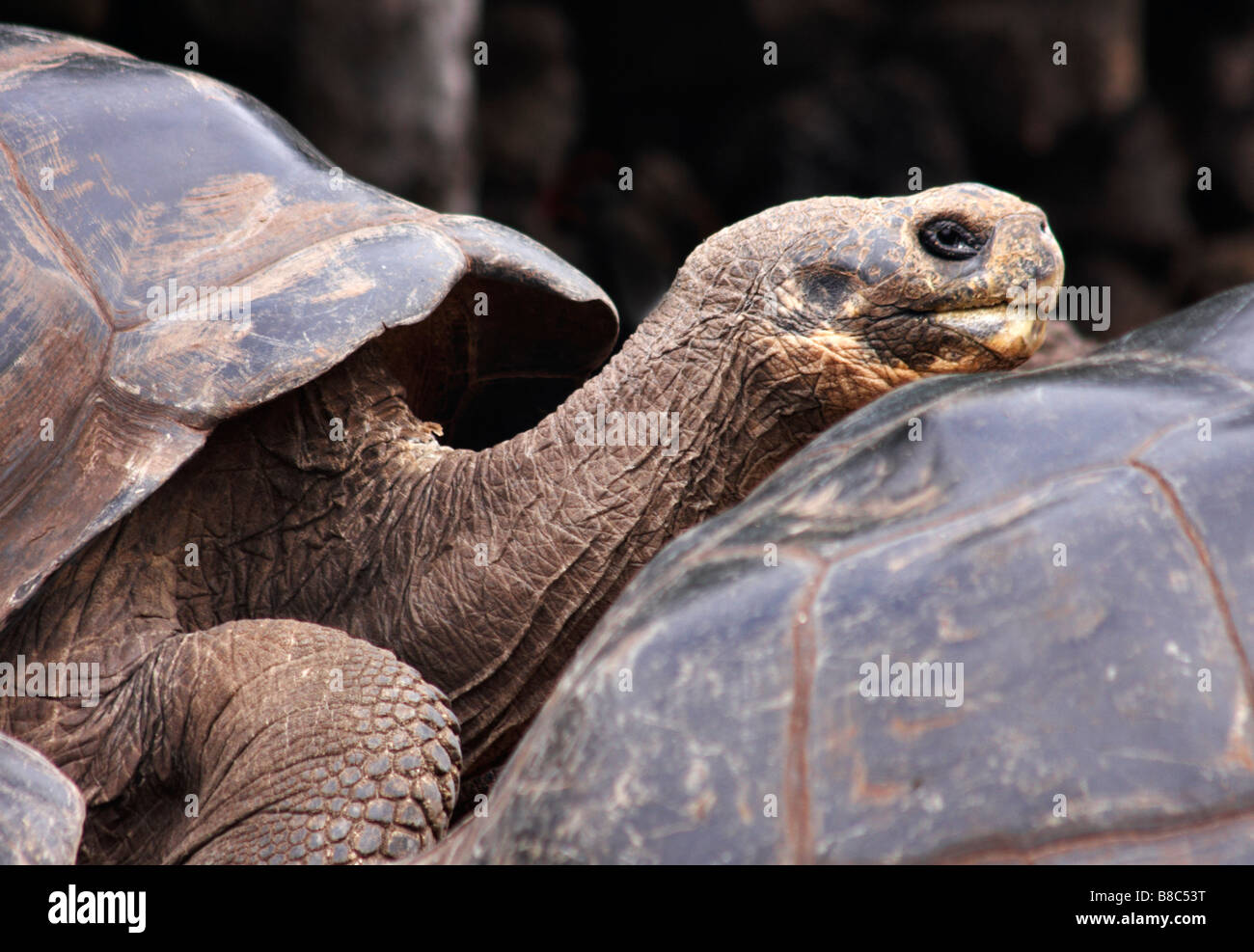 Dome shaped tortoise hi-res stock photography and images - Alamy