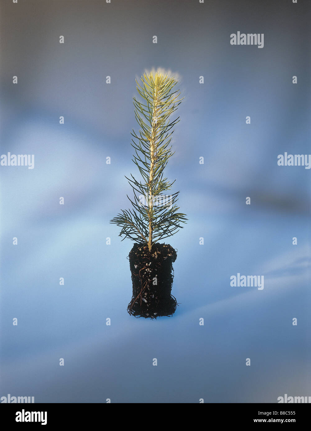 FL5544, J Christopher Lawson; Pine Tree Sapling Stock Photo - Alamy