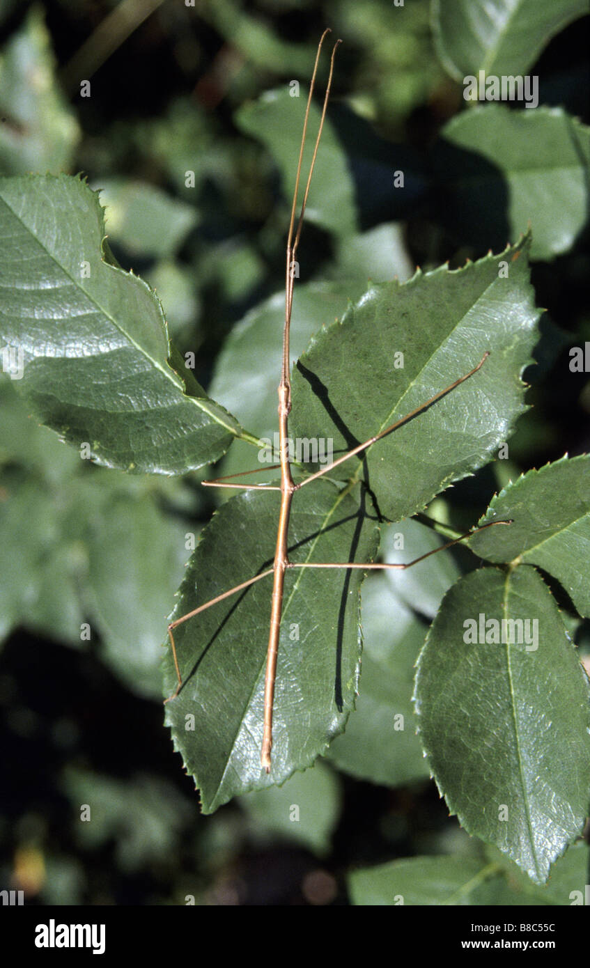 Bacillus rossii, Stick insect Stock Photo - Alamy