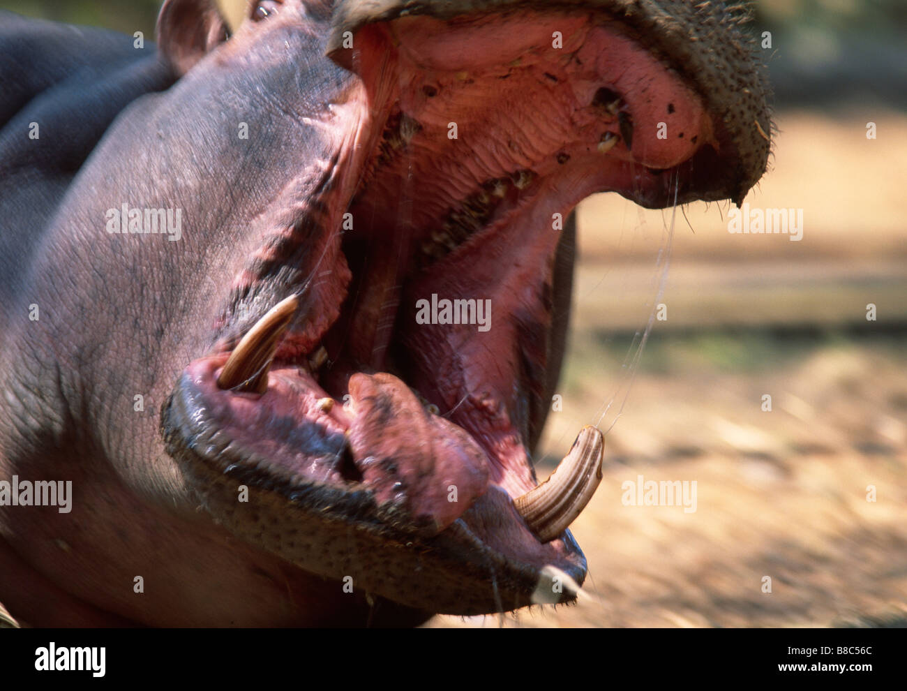 Zambian Hippopotamus High Resolution Stock Photography and Images - Alamy
