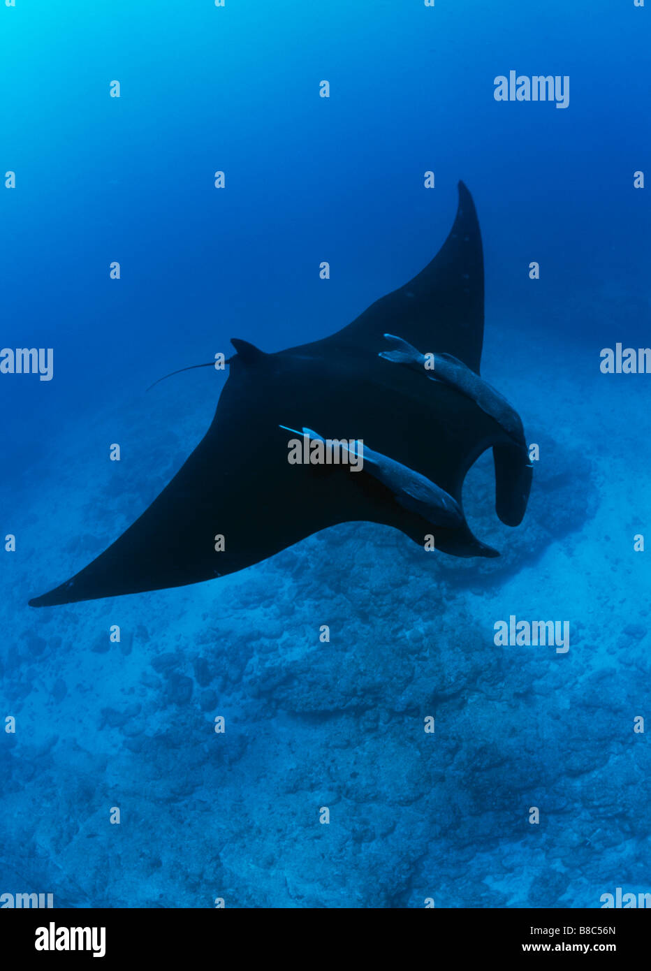 Manta birostris cleaner fish High Resolution Stock Photography and ...