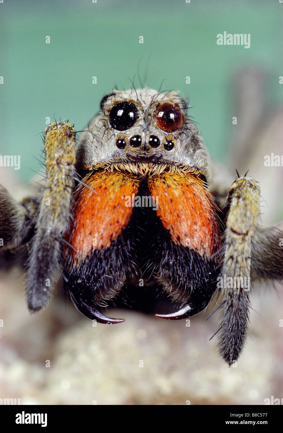 Spider wolf head hi-res stock photography and images - Alamy