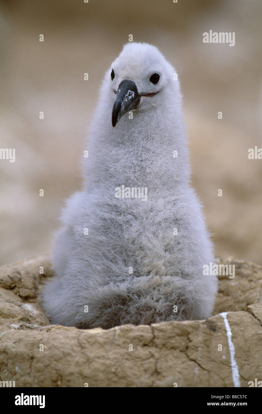 Albatross babies hi-res stock photography and images - Alamy