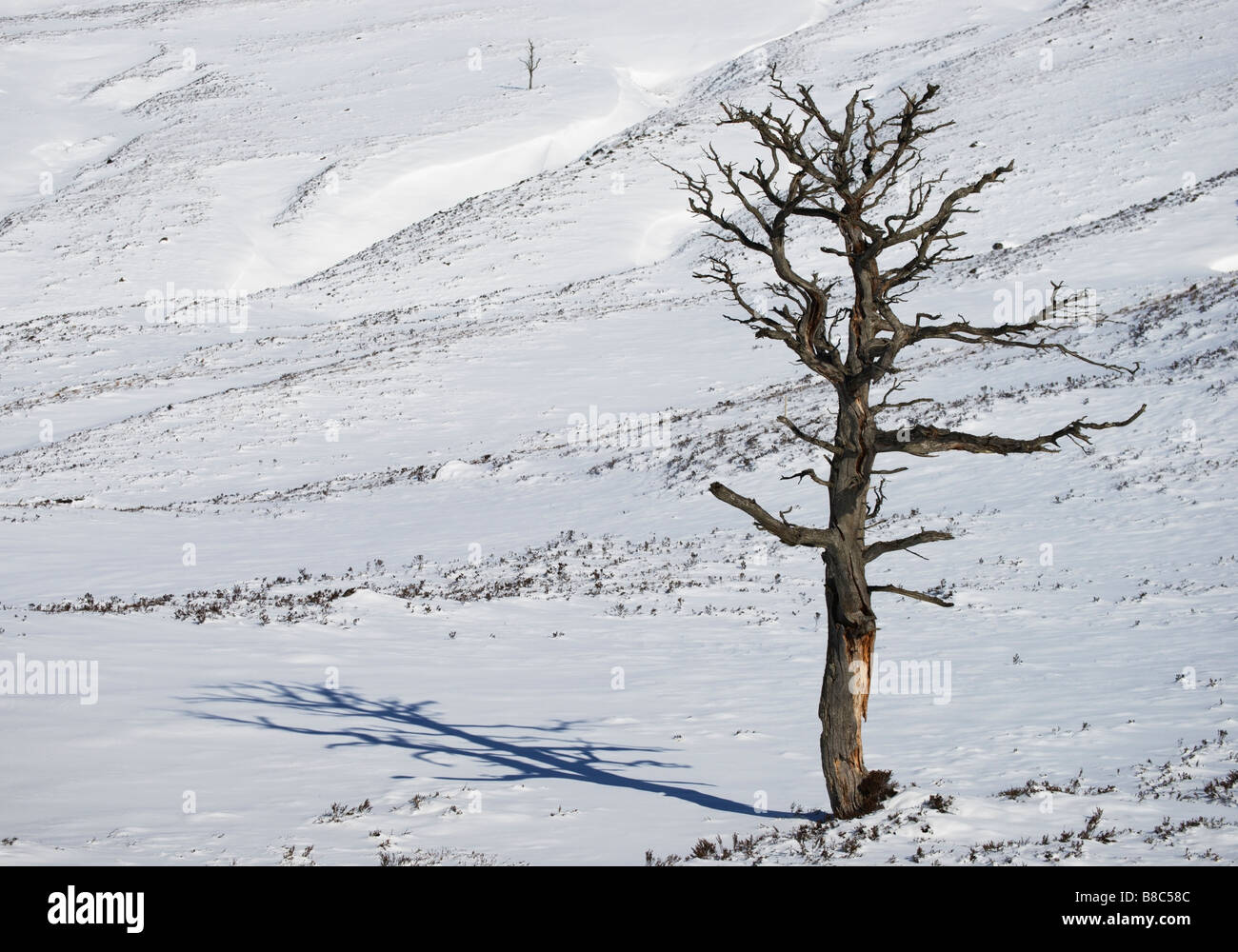 Dead Scots Pine tree, a remnant of the Caledonian Forest in Glen Luibeg ...