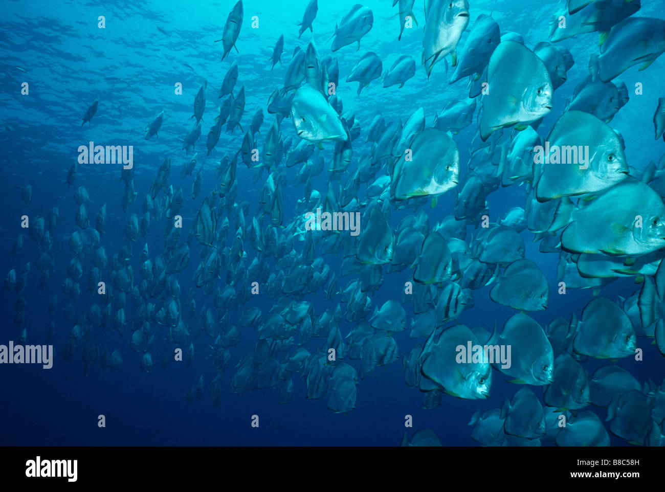 Orbicular bat fish hi-res stock photography and images - Alamy