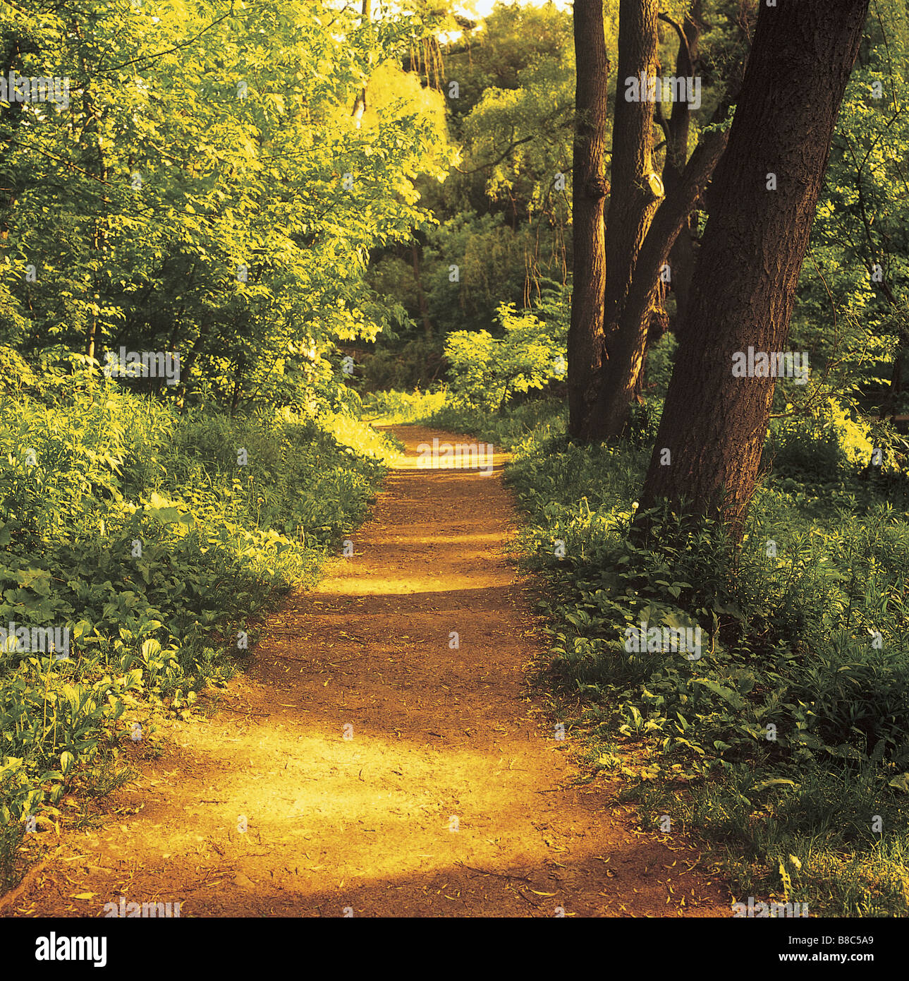 FL5554, Bert Klassen; Path Leading Through est Stock Photo - Alamy