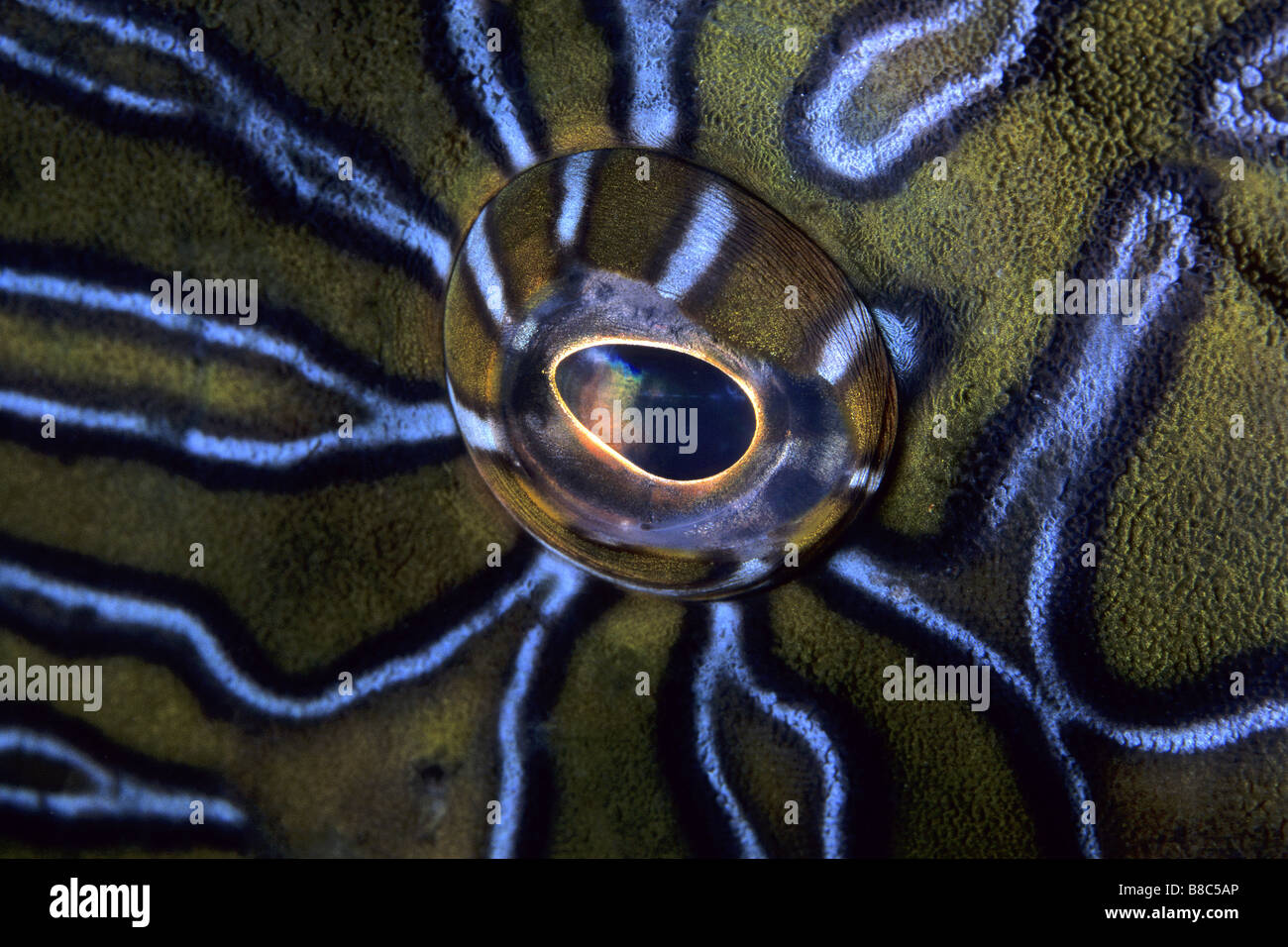 Giant hawkfish hi-res stock photography and images - Alamy