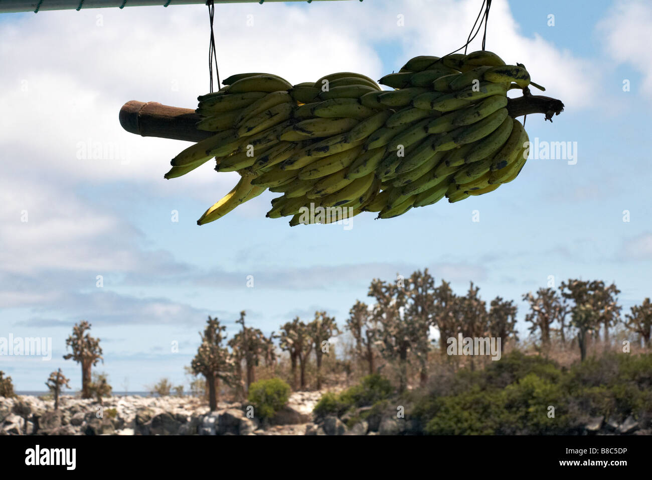 tier of bananas hanging out to ripen with droopy prickly pear cactus ...