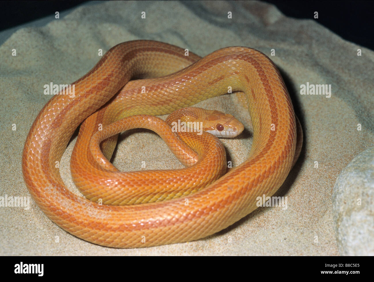 Amelanistic Bloodred Corn Snake