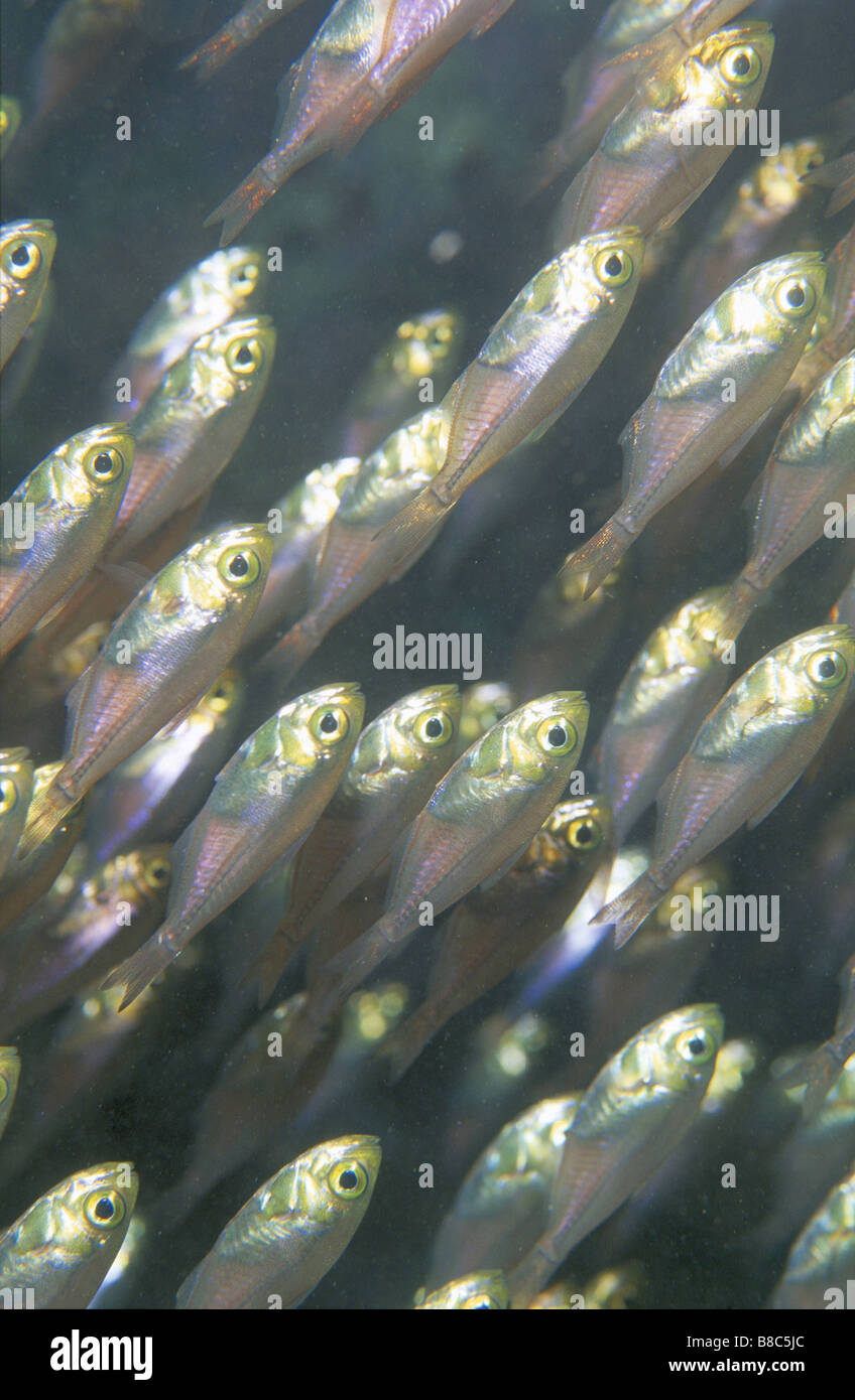 Indian glassfish hi-res stock photography and images - Alamy