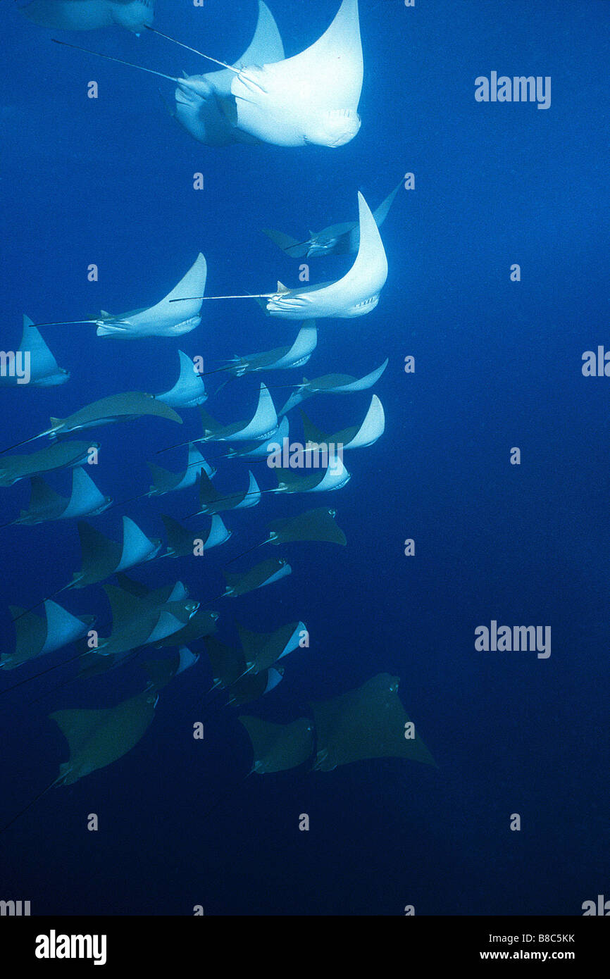 School pacific cownose ray rhinoptera hi-res stock photography and ...