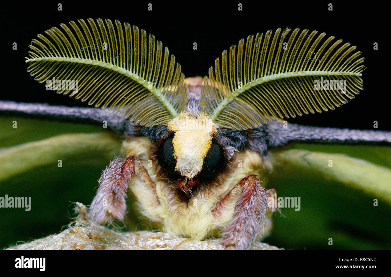 The moth hi-res stock photography and images - Alamy