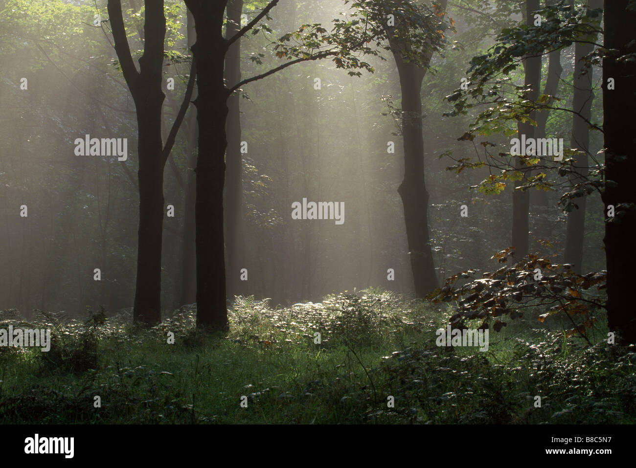 WOODLAND & mist Stock Photo - Alamy