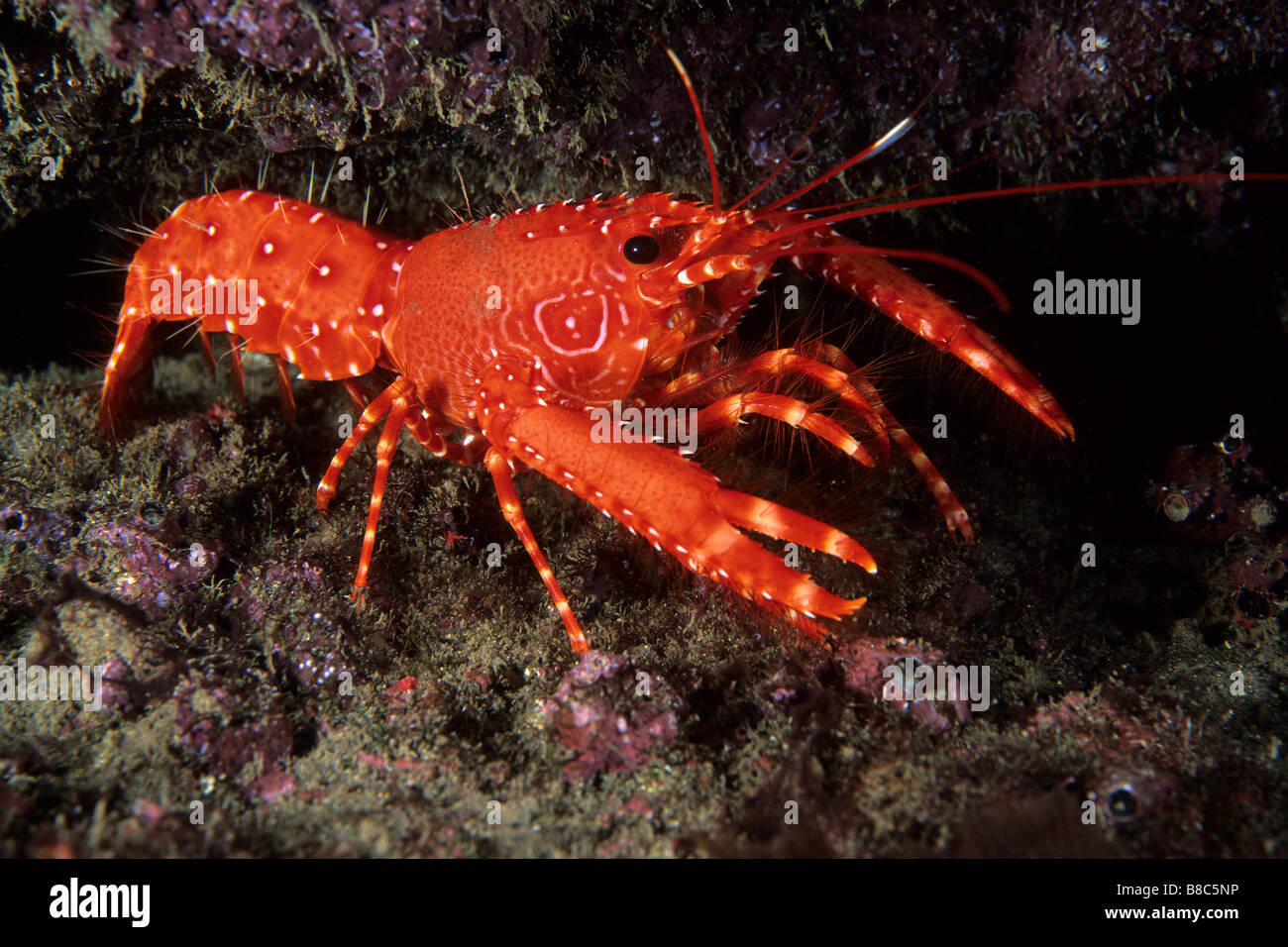 Lobsters under water hi-res stock photography and images - Alamy