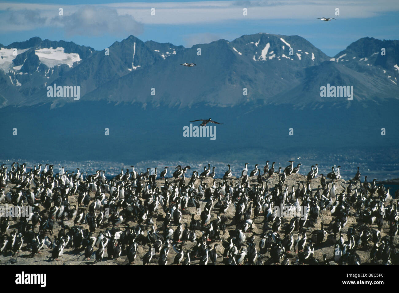 IMPERIAL CORMORANT colony Stock Photo - Alamy