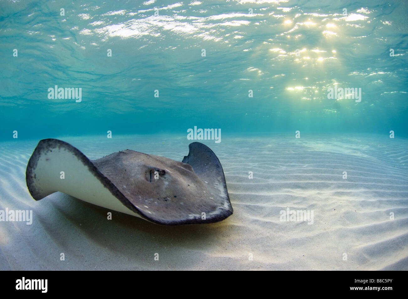 A Southern stingray Stock Photo - Alamy