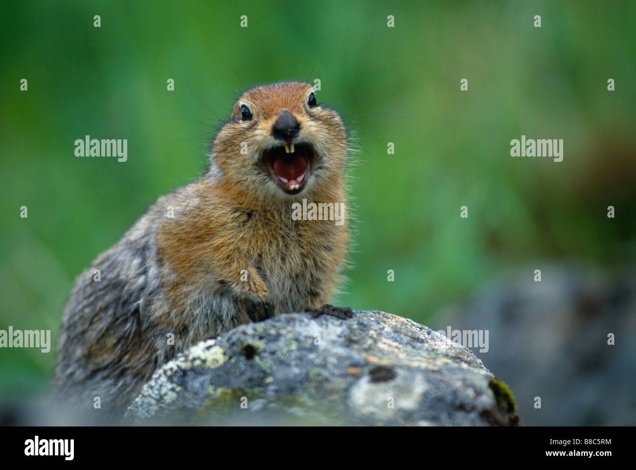 Artic ground squirrel hi-res stock photography and images - Alamy