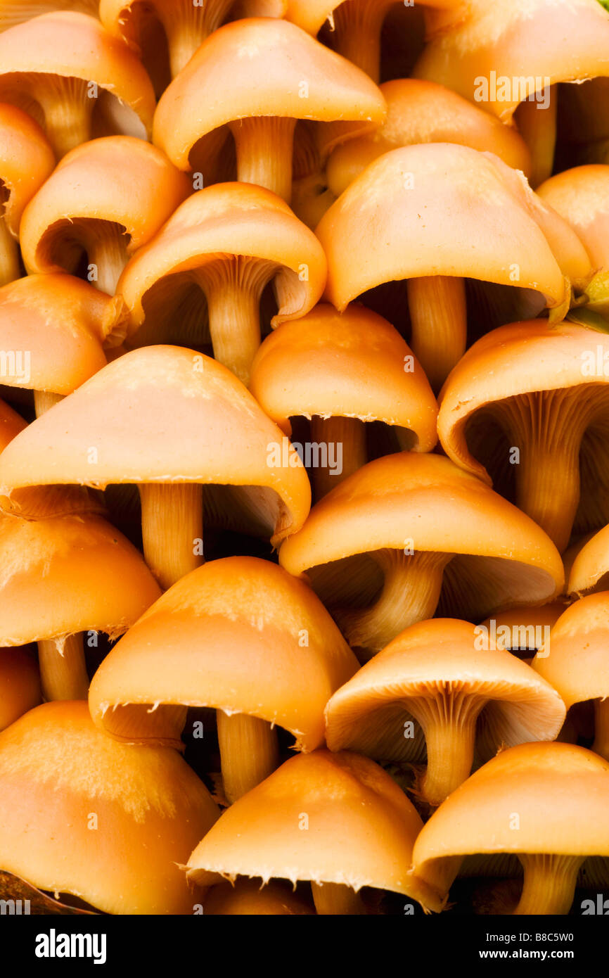 Mutabilis hi-res stock photography and images - Alamy